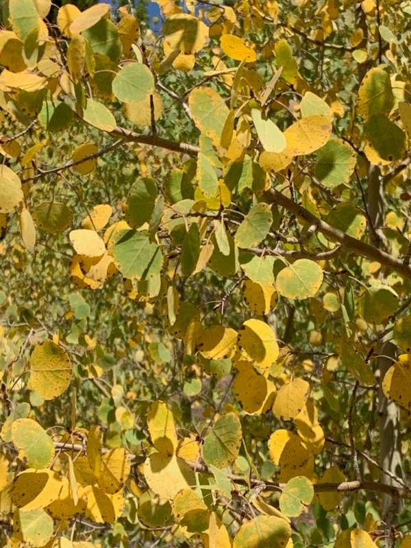 Christy Rost - Celebrating Home and Family