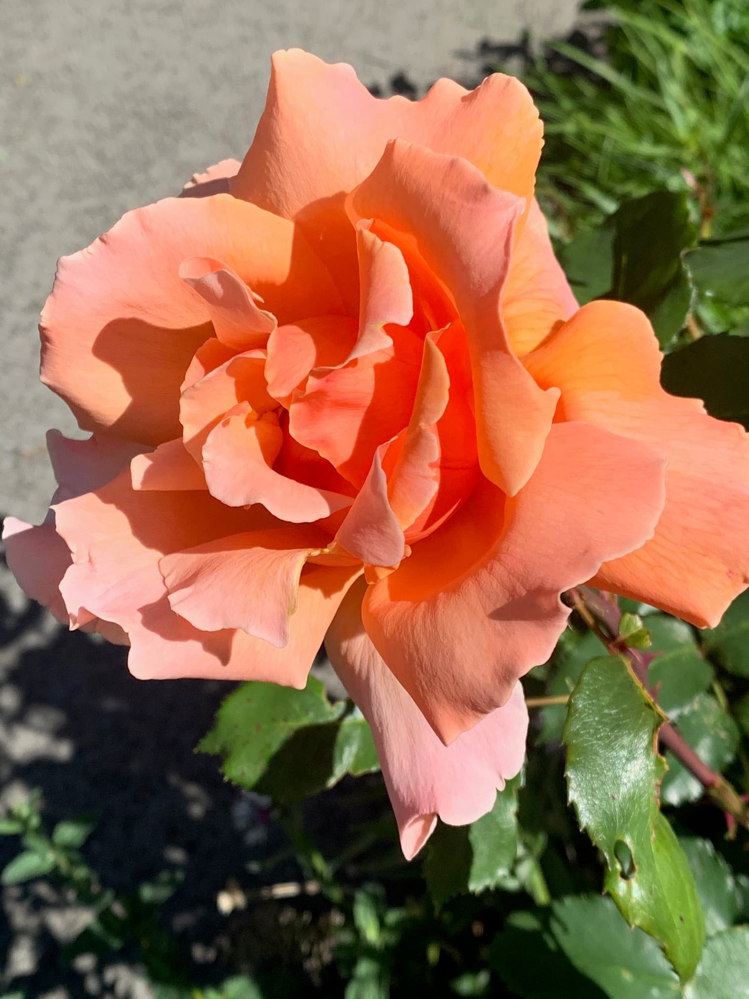 Christy Rost - Celebrating Home and Family