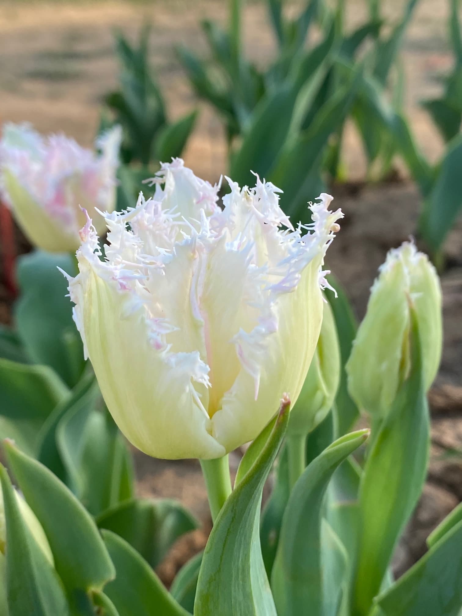 Christy Rost - Celebrating Home and Family