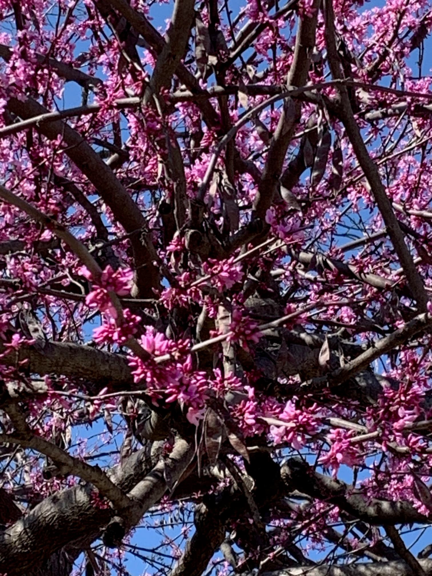 Christy Rost - Celebrating Home and Family